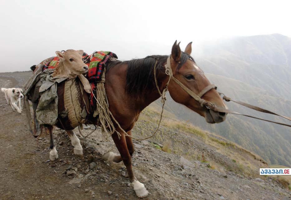 "თუშეთში ცხენს კვიცი კლდეზე გადაუვარდა, მეორე წელს იმ ადგილას გავლისას ...