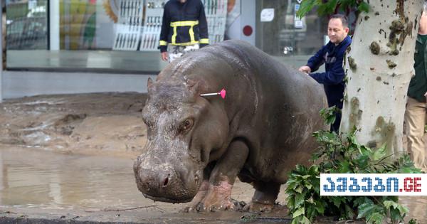 თბილისში, 13 ივნისის სიმბოლოდ ქცეული ბეჰემოტის "ბეგის" ძეგლი დაიდგმება ...