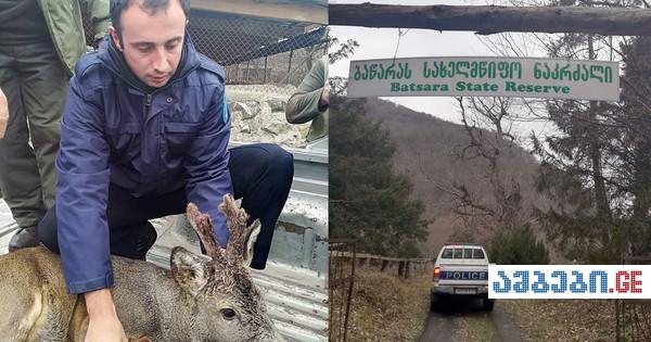 კახეთში პოლიციამ გზააბნეული შველი ნაკრძალში დააბრუნა | Ambebi.GE