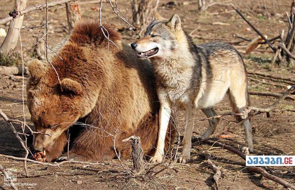 რატომ დაასახლეს თბილისის ზოოპარკში დათვები და მგლები ერთად ...