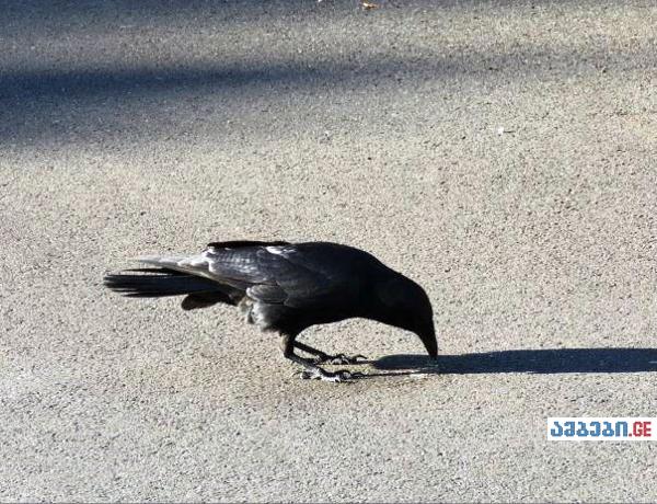 თბილისში ყვავი 5 ადამიანს დაესხა თავს | Ambebi.GE