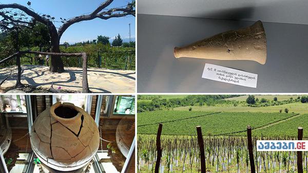 300-წლოვანი ვაზი, ვენახის უნიკალური ჯიშები და უძველესი ყანწი მსოფლიოში ...