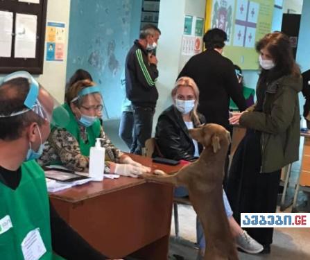 დღის ფოტო: ძაღლი საარჩევნო უბანზე | Ambebi.GE