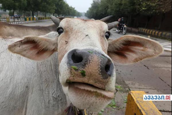 ინდოეთის მთავრობა ვალენტინობას "ძროხასთან ჩახუტების დღედ" აცხადებს ...
