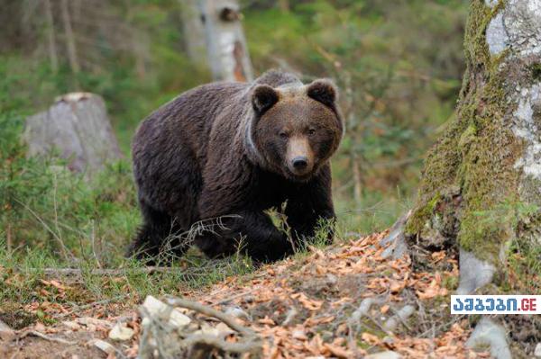 სოფელ დაბაძველში დათვი ორ ქალსა და ბავშვს თავს დაესხა - რა სახის ...