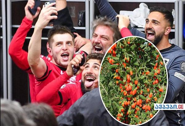 რა არის გოჯი ბერი, იგივე მგლის კენკრა, რომელიც ცნობილი საქართველოს ...