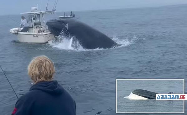 ვეშაპი ამოხტომისას ნავს შეეჯახა და ამოაყირავა - მედიაში შოკისმომგვრელი ...