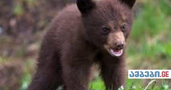 ნუცუბიძეზე ერთ-ერთმა მოსახლემ ბელის დაჭერა მოახერხა და ზოოპარკში ...