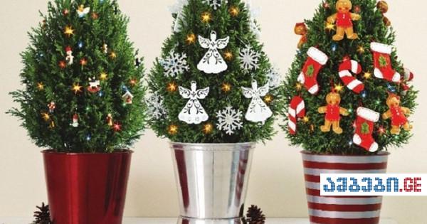 როგორ შევარჩიოთ საახალწლოდ ცოცხალი ნაძვის ხის ნერგი და როგორ მოვუაროთ ...