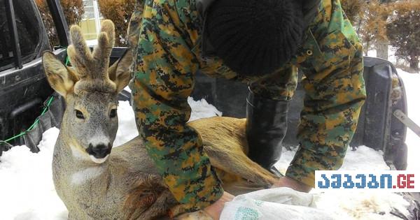 ბრაკონიერებმა ბორჯომ-ხარაგაულის ეროვნულ პარკში შველი დაჭრეს | Ambebi.GE