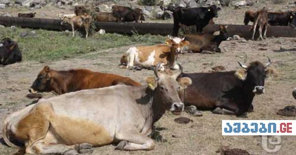ახალციხეში ძროხების დაავადება გავრცელდა | Ambebi.GE
