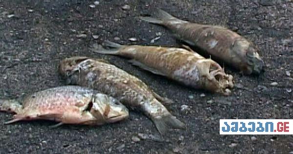 პალიასტომის ტბამ მკვდარი, დაავადებული თევზები გამორიყა | Ambebi.GE