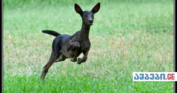 მელანისტიკური შველი | Ambebi.GE