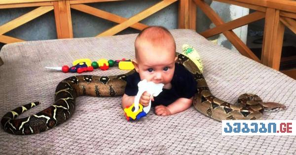 მოშინაურებული მახრჩობელა გველები ჭიჭინავების ოჯახში | Ambebi.GE