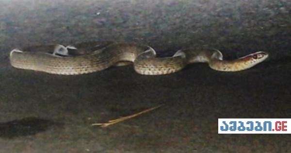 იოსებიძის ქუჩაზე გველი დაიჭირეს - "წითელმუცელა მცურავი აგრესიულობით ...