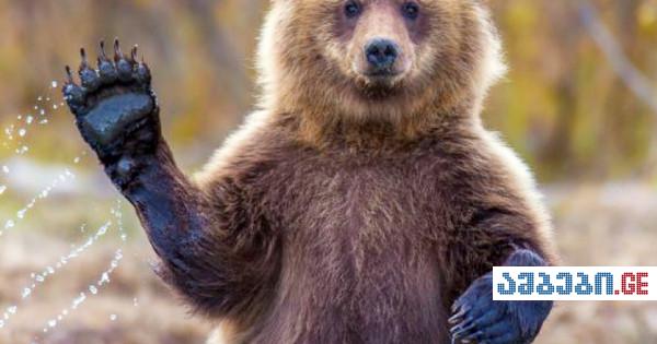 დათვი ფოტოგრაფს მიესალმა | Ambebi.GE