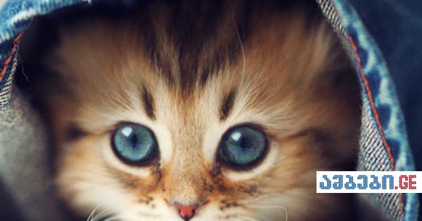 მსოფლიოში ყველაზე ლამაზი კატა | Ambebi.GE