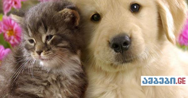 კნუტისა და ლეკვის ფოტოს ცქერა შრომის უნარს ამაღლებს | Ambebi.GE