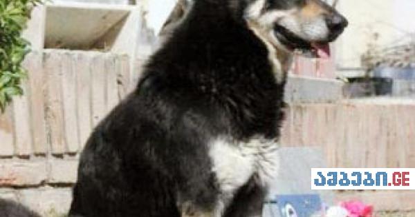 ძაღლი პატრონის საფლავს 6 წელი არ ტოვებს | Ambebi.GE