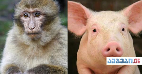 მაიმუნს ღორის გული გადაუნერგეს | Ambebi.GE