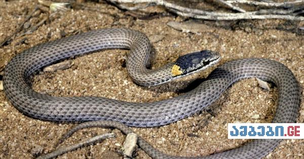 რო­გორ და­ვიც­ვათ თა­ვი გვე­ლე­ბი­სა­გან | Ambebi.GE