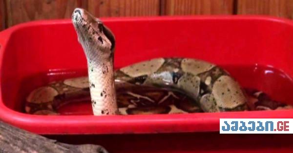 ფრთხილად, გველებს სურდო არ შეეყაროთ! | Ambebi.GE