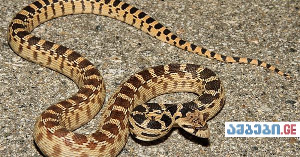 სამი ძირითადი წესი გველის შხამისაგან თავის დასაცავად | Ambebi.GE