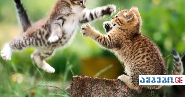 რატომ უნდა ვიყოლიოთ კატა სახლში | Ambebi.GE