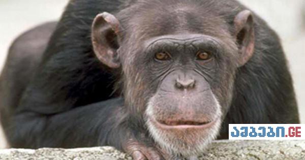 სოხუმელი მაიმუნები შესაძლოა, მარსზე გაფრინდნენ | Ambebi.GE