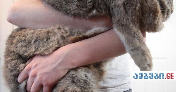 მსოფლიოში ყველაზე დიდი კურდღელი | Ambebi.GE