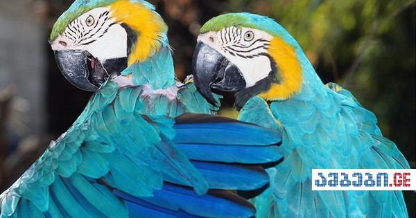 დიდ ბრიტანეთში სახლს ქურდებისგან თუთიყუშები იცავენ | Ambebi.GE