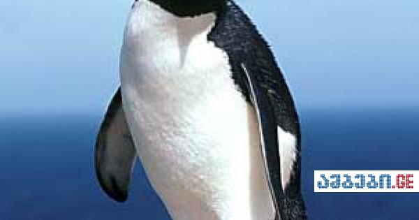 20 ვირ-პინგვინა საქართველოში "უვიზოდ" ჩამოვა | Ambebi.GE
