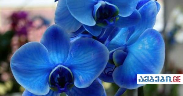 იაპონელებმა ცისფერი ორქიდეის ჯიში გამოიყვანეს | Ambebi.GE