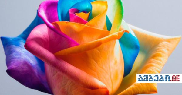 ცისარტყელას ვარდის საიდუმლო | Ambebi.GE