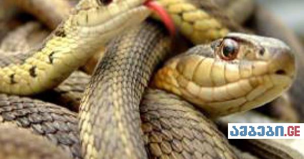 თბილისში გველების 11 სახეობა დაფიქსირდა - როგორ მოვიქცეთ და ვის ...