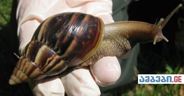 ფლორიდას გიგანტური ლოკოკინები შეესივნენ | Ambebi.GE