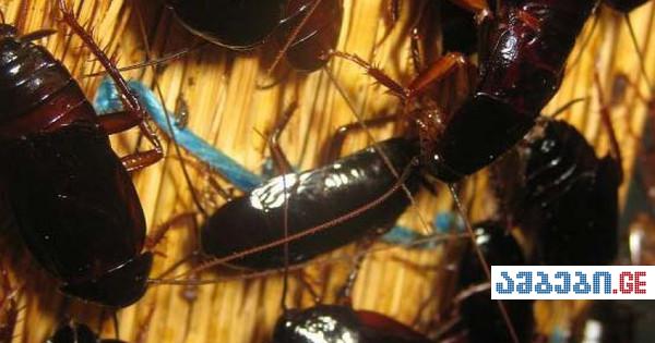 რატომ გაქრნენ ტარაკნები ჩვენი ბინებიდან? | Ambebi.GE