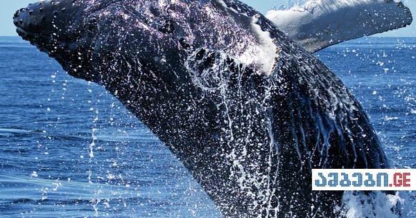 ვეშაპმა ქალს გვერდი გულგრილად აუარა | Ambebi.GE