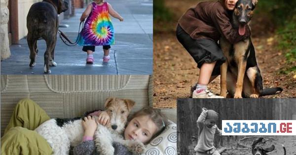 რამდენად უსაფრთხოა ბინაში ძაღლთან და კატასთან ერთად ცხოვრება | Ambebi.GE