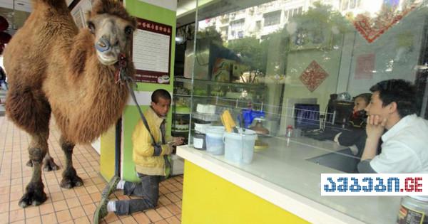 ჩინელი მათხოვრები აქლემებით დადიან | Ambebi.GE