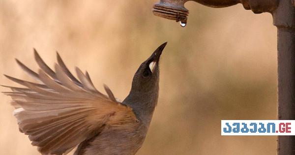 მწყურვალი ჩიტი (+4 ფოტო) | Ambebi.GE