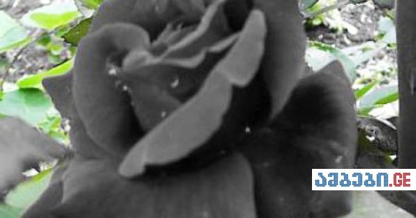 თურქული შავი ვარდი | Ambebi.GE