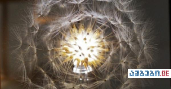 ჭაღი-ბაბუაწვერა | Ambebi.GE