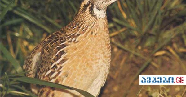 24 წლის ინჟინრის მწყერების ფერმა | Ambebi.GE