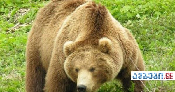 მთისპირის თემს დათვები შემოესია | Ambebi.GE