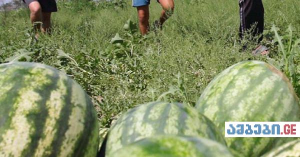 გლეხები მოსავალს ვერ ყიდიან - გუბერნატორი კი წარმატებებზე საუბრობს ...