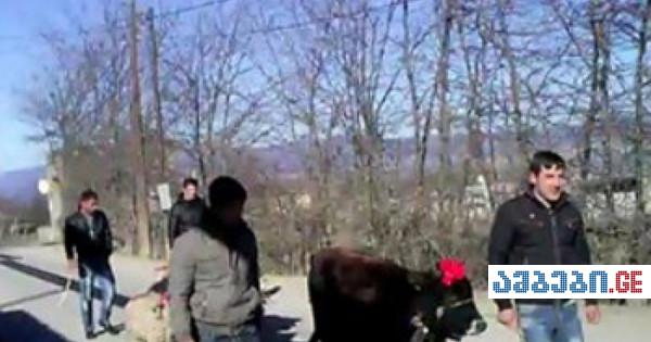 სნიკერსიანი ძროხა - ნიშნობის რიტუალი იორმუღანლოში | Ambebi.GE