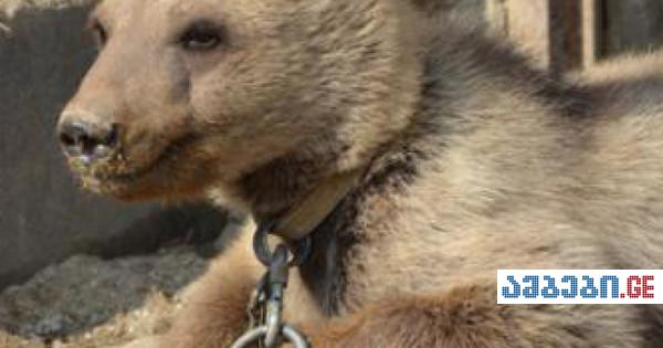 სვეტიცხოვლის ეზოში დათვი ცხოვრობს | Ambebi.GE