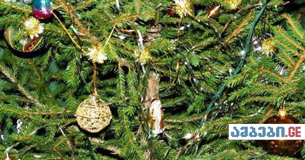 ჩოხატაურში ნაძვის ხე დაიწვა | Ambebi.GE