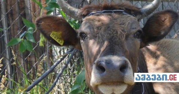 ყირიმ-კონგო, თურქული, ჯილეხი, ბრუცელოზი - გორის რაიონში | Ambebi.GE